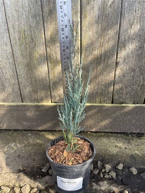 Juniper Blue Arrow Columnar Evergreen Yarrow Gardens