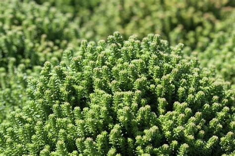 Sedum Sexangulare Co 1l Седум Сексангуларе