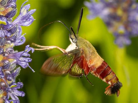 Hemaris Thysbe Hummingbird Clearwing Hemaris Thysbe Bugguidenet