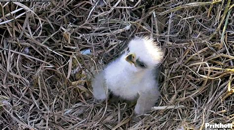 Birth Of Eaglet Caps Busy Year For Southwest Florida Eagle Cam Pineisland Eagle