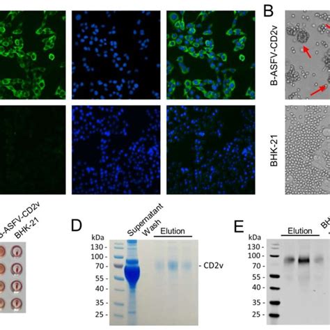 Expression Purification And Characterization Of Cd2v Protein Of Asfv