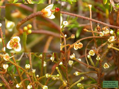 Angiosperm Families Cassythaceae Bartl Ex Lindl