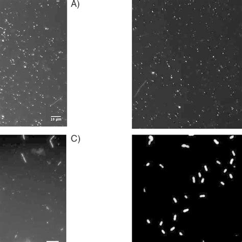 Bacterial Morphotypes Found In A S Californicus Dissolved Organic