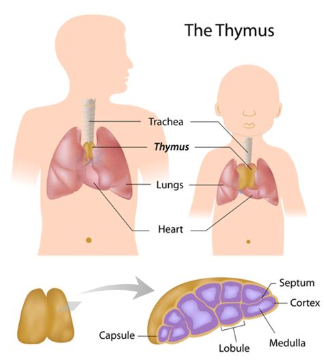 Thymus