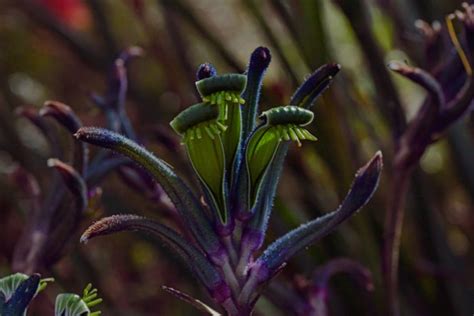 Blue Kangaroo Paw Australian Photography