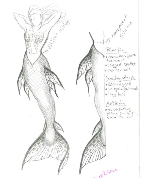 Mermaid Tail Drawing At Explore Collection Of