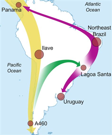 Ancient Dna Analysis Sheds Light On Early Peopling Of South America