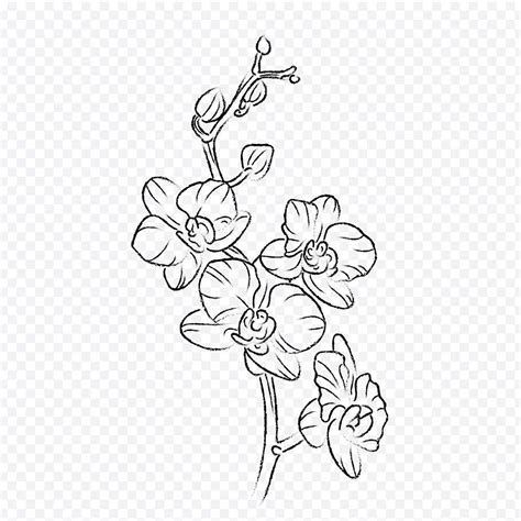 Premium Vector Hand Draw Orchid Flower Vector Outline