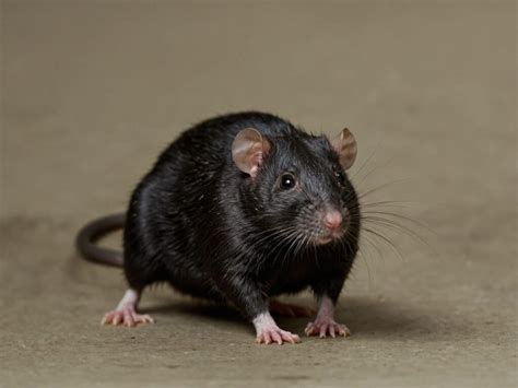 Black Rat Clark Pest Control