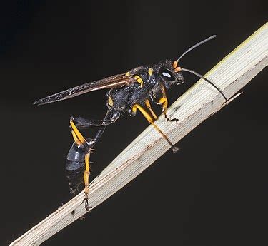 Mud Dauber Wikipedia