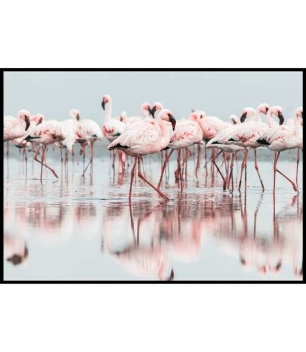 Plakat Różowe Flamingi W Błękitnej Wodzie Fotoblokianddecor