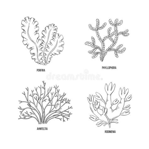 Sketch Brown Algae On White Backdrop Vector Drawing Illustration Line