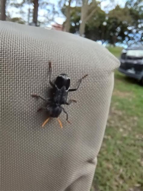 Weird Large Bug Nsw Rwhatsthisbug
