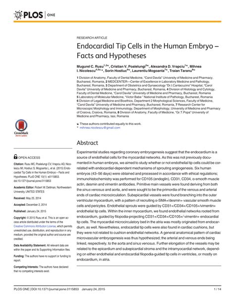 Pdf Endocardial Tip Cells In The Human Embryo Facts And Hypotheses