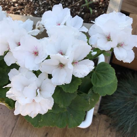 🌱 How To Propagate Pelargonium Grandiflorum White Glory