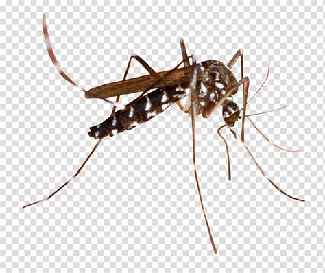 Ant Insect Mosquitoborne Disease Mosquito Control Fly Malaria