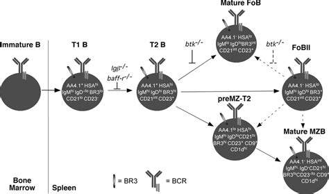 1 A Model Of Peripheral B Lymphocyte Development Upon Surface