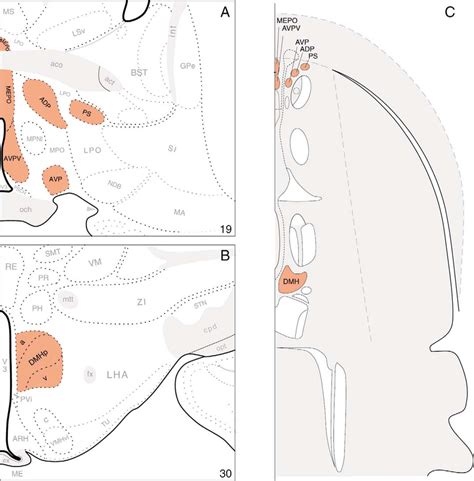 The Six Nuclei Of The Hypothalamic Visceromotor Pattern Generator