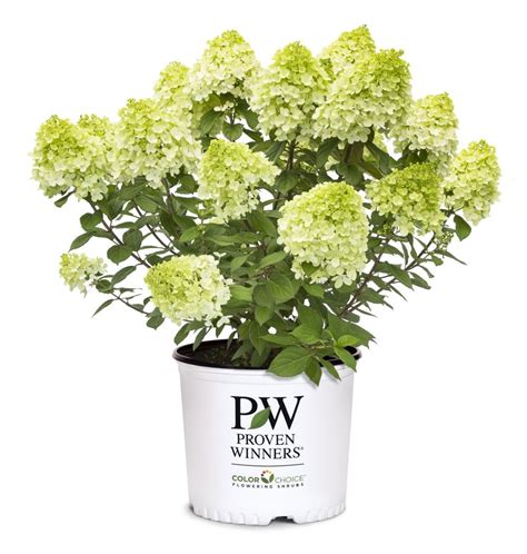 Hydrangea Paniculata Smnhph Little Lime® Punch Plantariumgroen Direkt