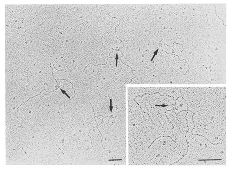 Electron Micrograph After Rotary Shadowing Of Antibody Id2 Interacting Download Scientific