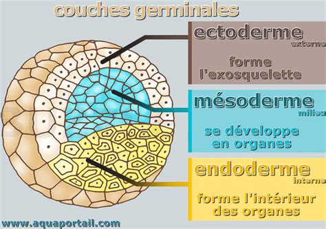 Ectoderme Définition Et Explications