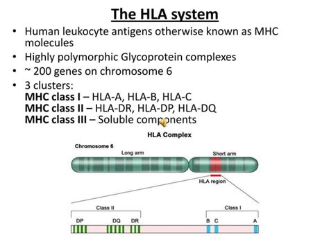 Organ Transplantation And The Hla System Lecture Pptx Genetics