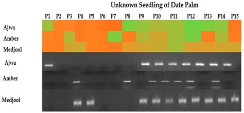 Tpd1 Like Gene As A Suitable Marker For Early Sex Determination In Date Palm Phoenix