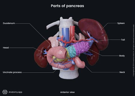 Pancreas Anatomyapp