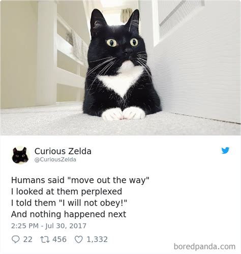 73 Funny Tweets By Curious Zelda That Will Instantly Make Your Day