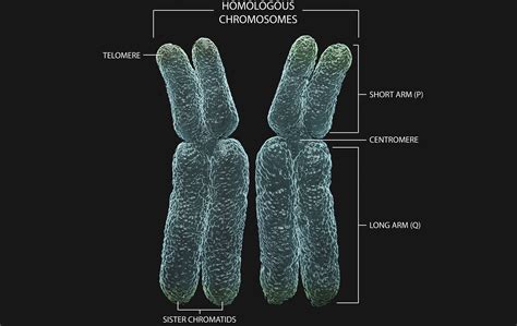 Chromosome Xy X Chromosome X Chromosome Function And X Chromosome Disorders