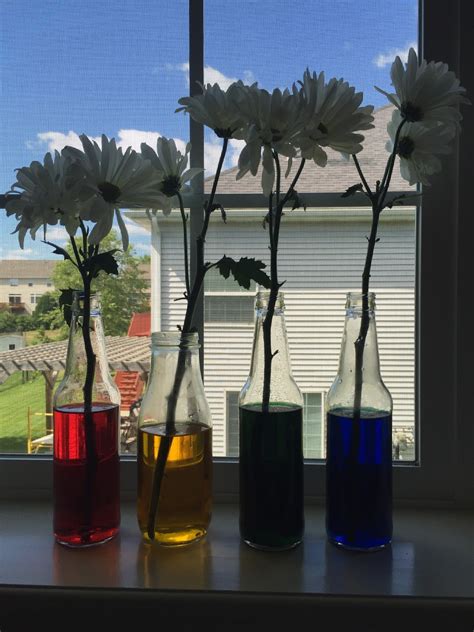 Relentlessly Fun Deceptively Educational How Plants Absorb Water