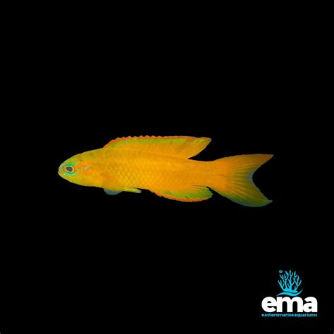 Yellow Assessor Easternmarine Aquariums