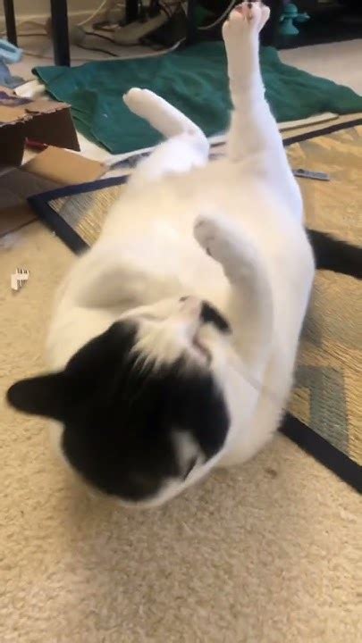 Cat Dancer Toy Youtube