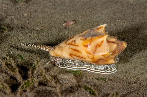 The Difference Between Poisonous And Venomous