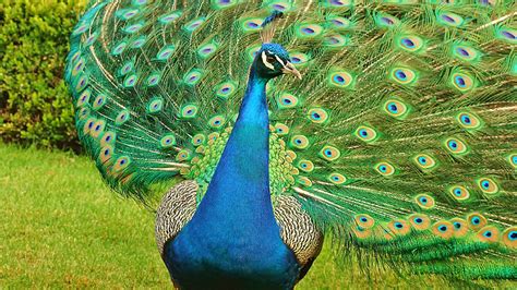 Free Photo Peacock Bird Birds Tail Hippopx