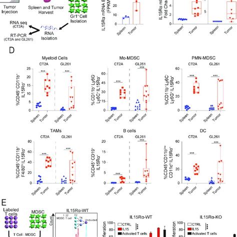 Expression Of Il15rα In Brain Tumor Tissue Of Murine Models Of Gbm A
