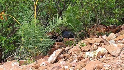 ಮಹಾನಾಯಕ