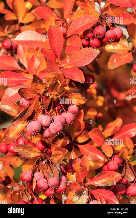 Prairie Fire Crabapple Fall Color