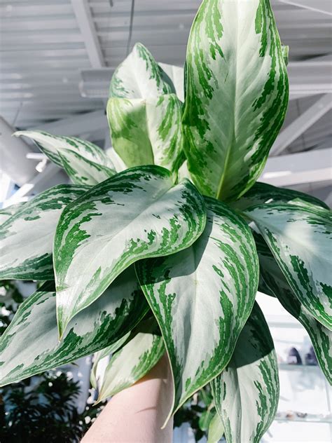 Aglaonema Silver Bay Flower