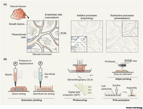 Next Generation Engineered Microsystems For Cell Biology A Systems