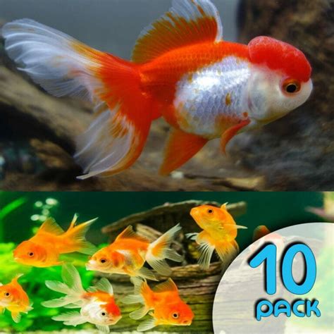 Live Fish Assorted Oranda 10 Pack Aquarium Central