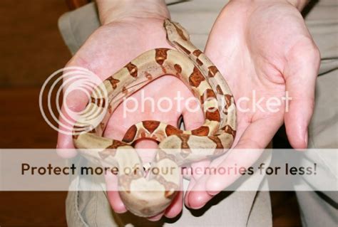 My Hypo Female Red Tail Boa