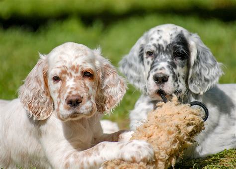 English Setter 007