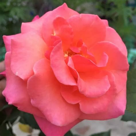 Anoyara Begam Youtube