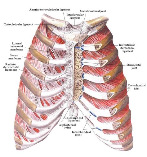 Ligaments And Joints Of Ribs And The Mind Body Clinic