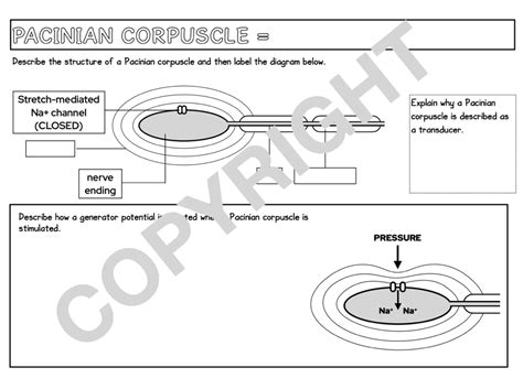Receptor Pacinian Corpuscle And Photoreceptor Summary Worksheets A