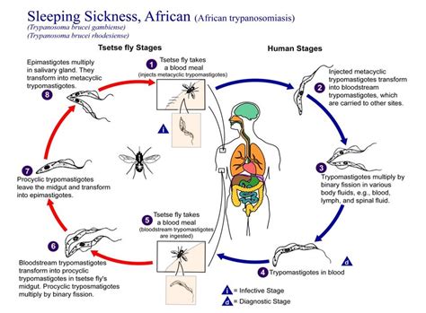 Life Cycle Of African Trypanosomiasis Public Domain Cdc Download