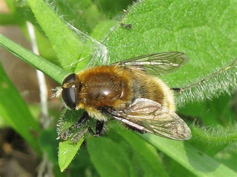 Hoverfly Merodon Equestris Wildlife Insight