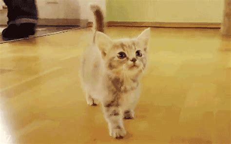 子猫  猫 かわいい  Onmt