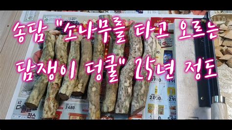 송담이산삼담쟁이 덩쿨 Youtube